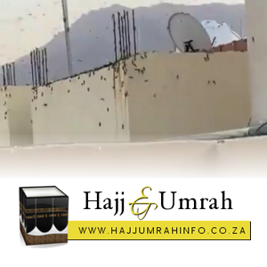 Locust swarm in Makkah eradicated by Saudi authorities